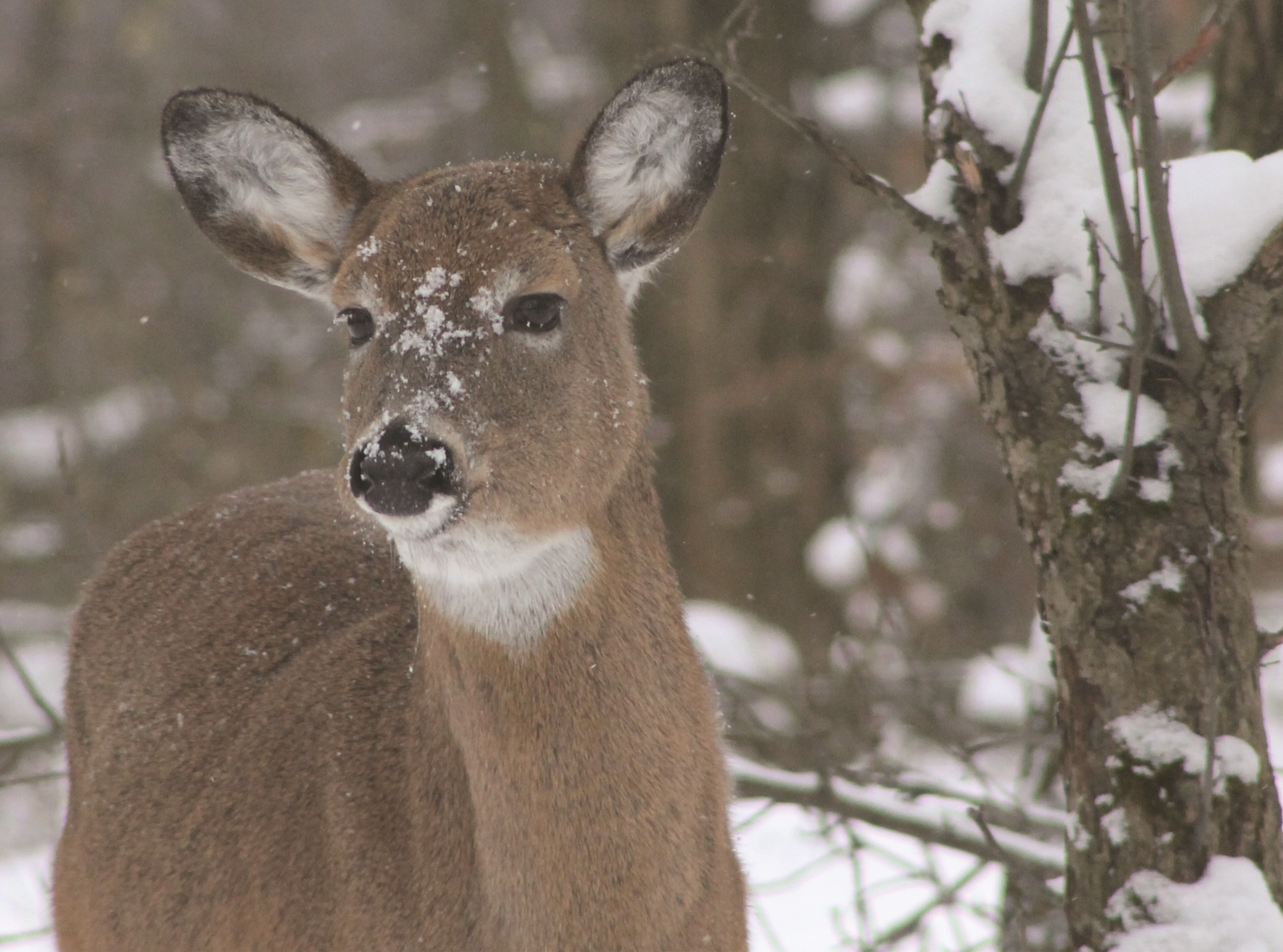 Antlerless license processing underway | News, Sports, Jobs - Times ...